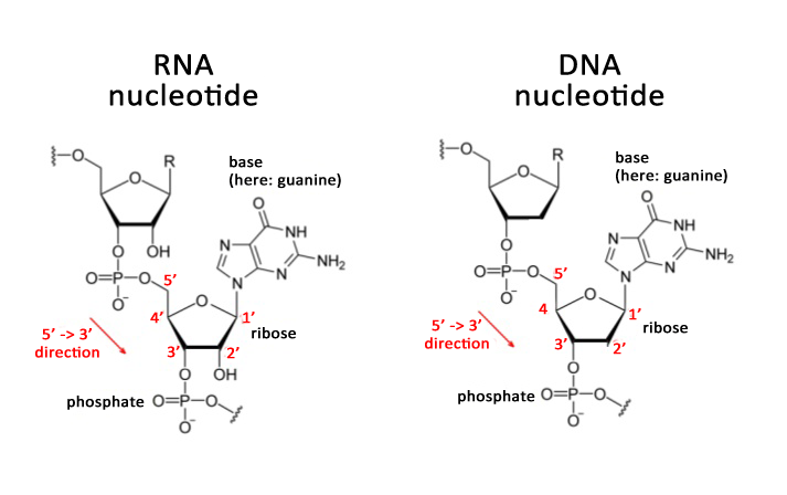 Dna Nucleotide